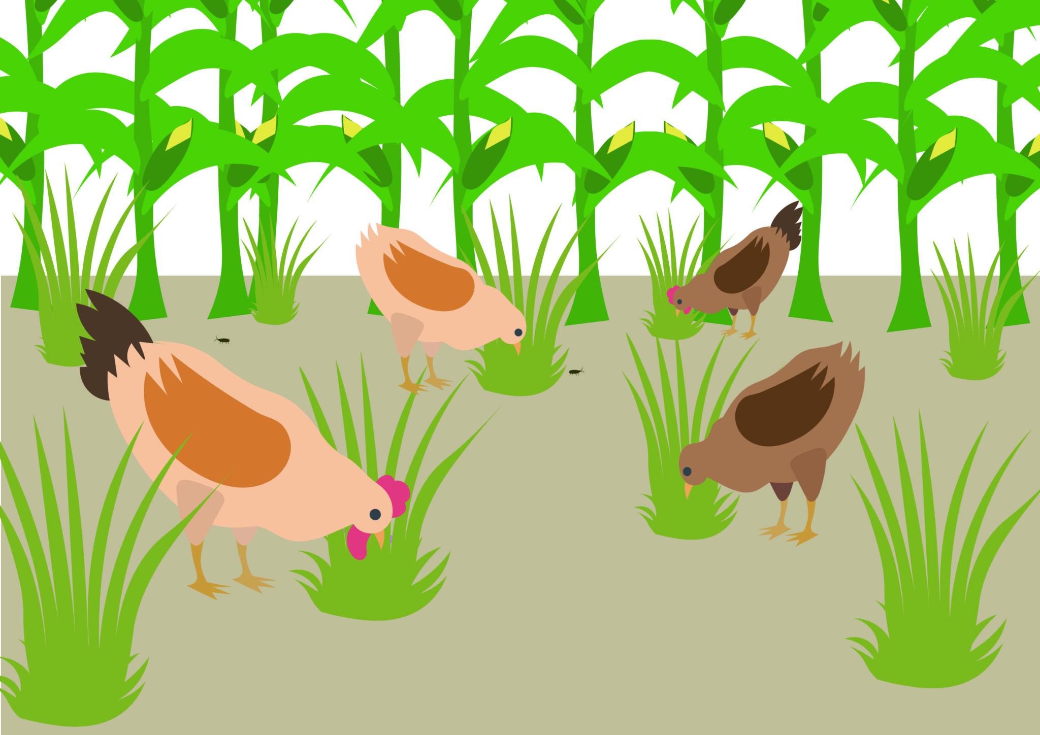 WPF releases free training on feeding chickens – Agribook Digital